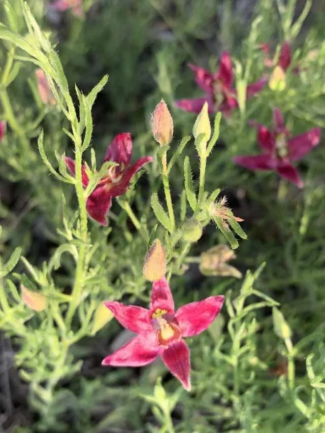 DIAMOND-FLOWERS ARE FOREVER PRAIRIE NOTES #186 JUNE 1, 2022 — Friends ...