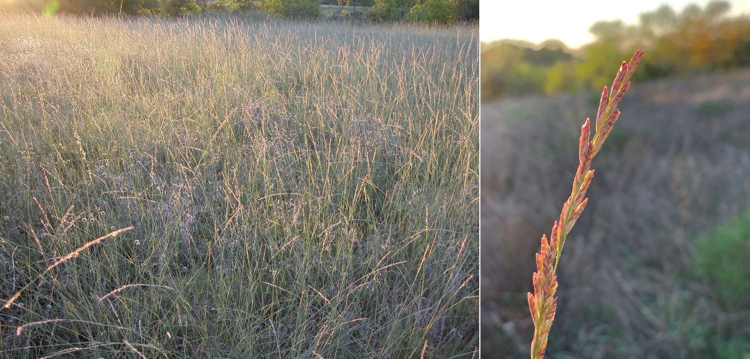 Prairie Notes #190 - September Grass — Friends of Tandy Hills