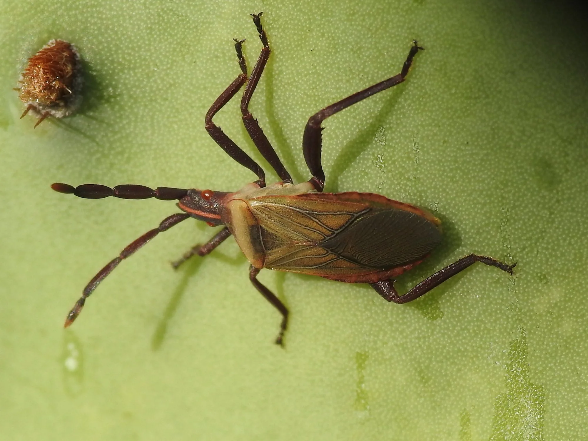 Prairie Notes #191 - Poetry Written on the Grass — Friends of Tandy Hills