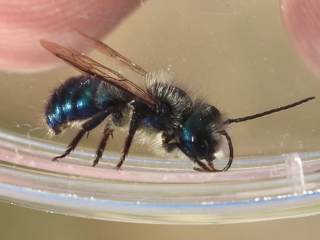 Prairie Notes #196 - One Clover, a Bee and . . . a Brush-Hog — Friends ...