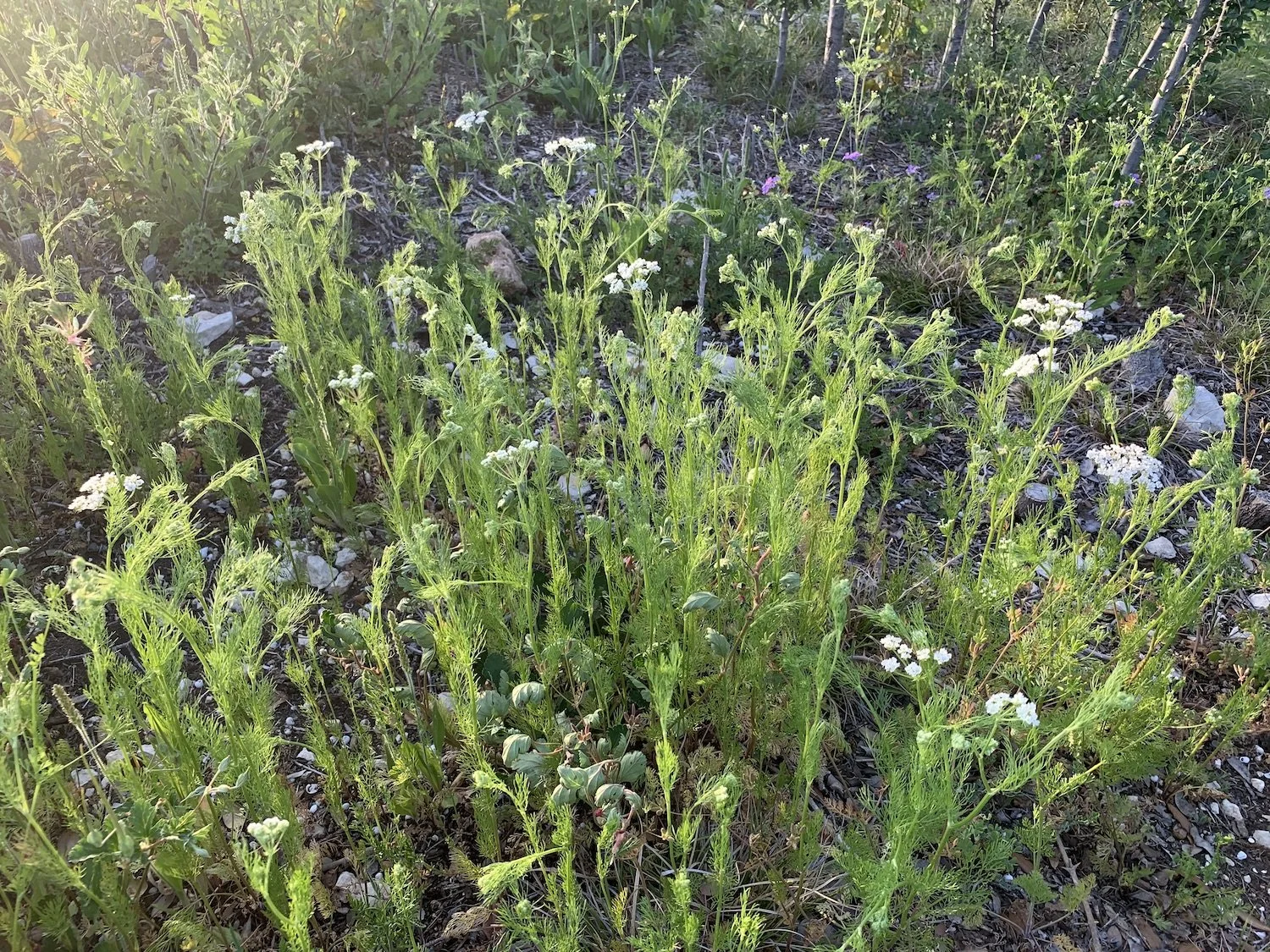 Prairie Notes #197 - Never Cross the Same Prairie Twice — Friends of ...