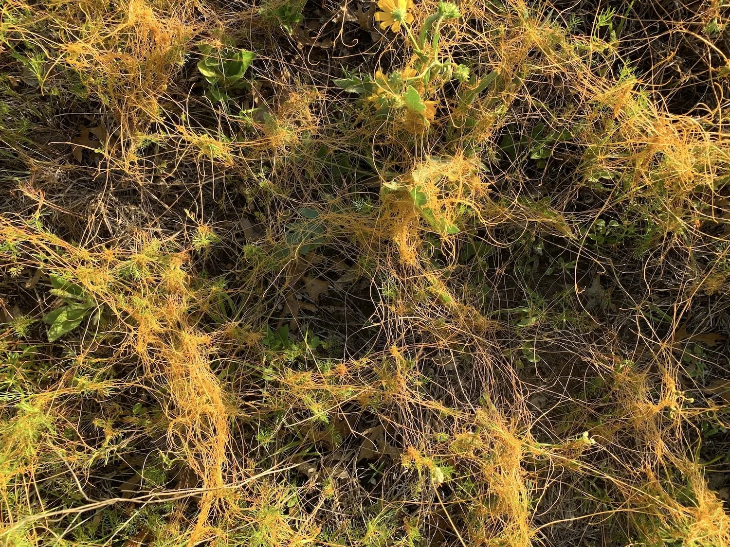 Gobsmacking Prairie — Friends of Tandy Hills