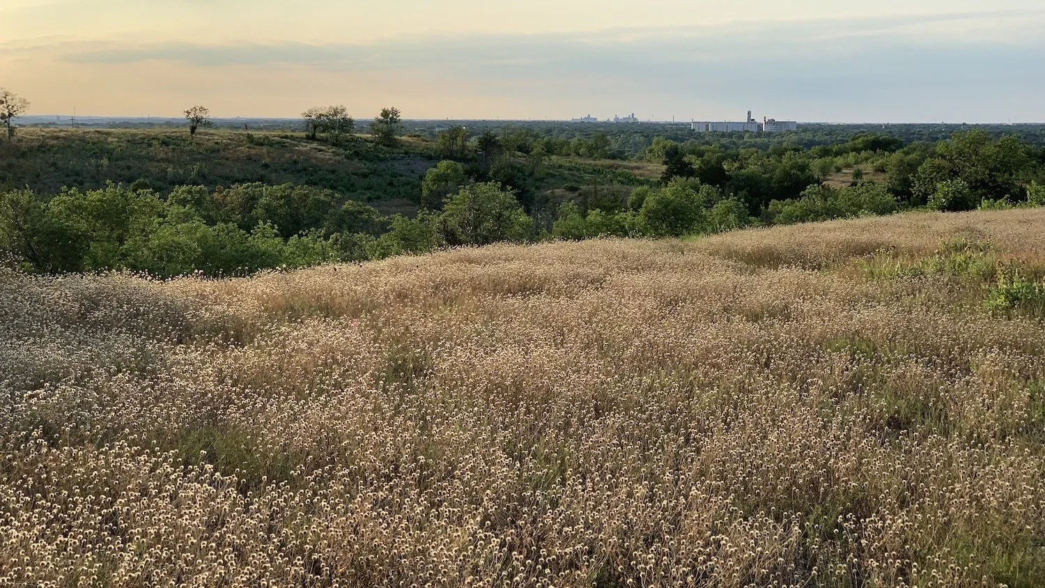 20 YEARS OF ACTION & RAISING AWARENESS — Friends of Tandy Hills