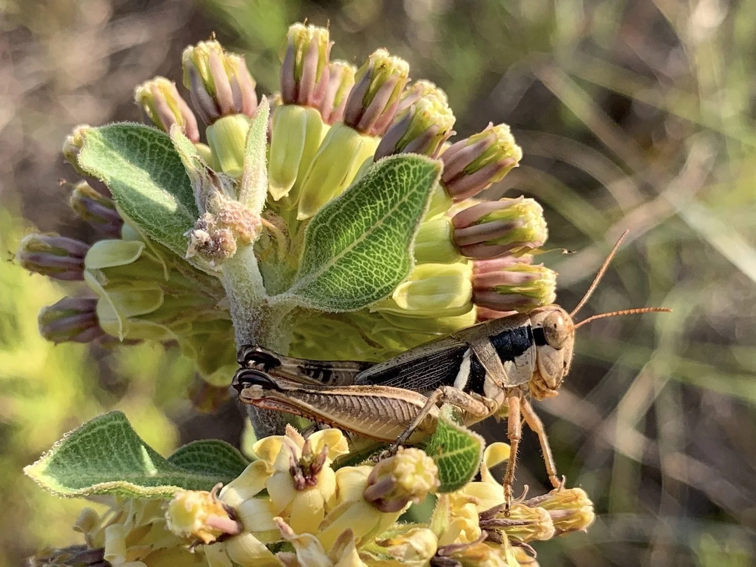 20 YEARS OF ACTION & RAISING AWARENESS — Friends of Tandy Hills