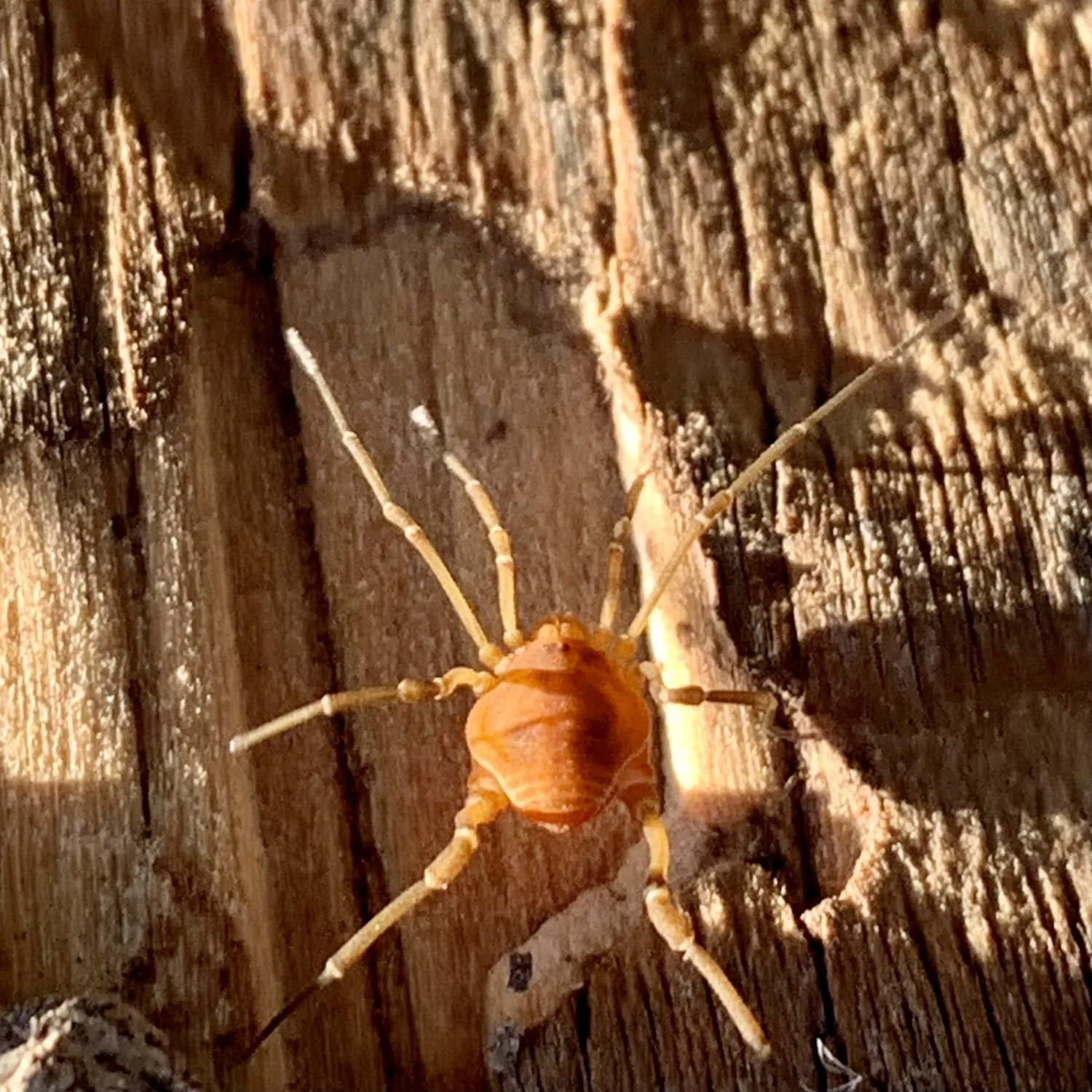 Prairie Notes #206 - Not So Dainty Sulphurs — Friends of Tandy Hills