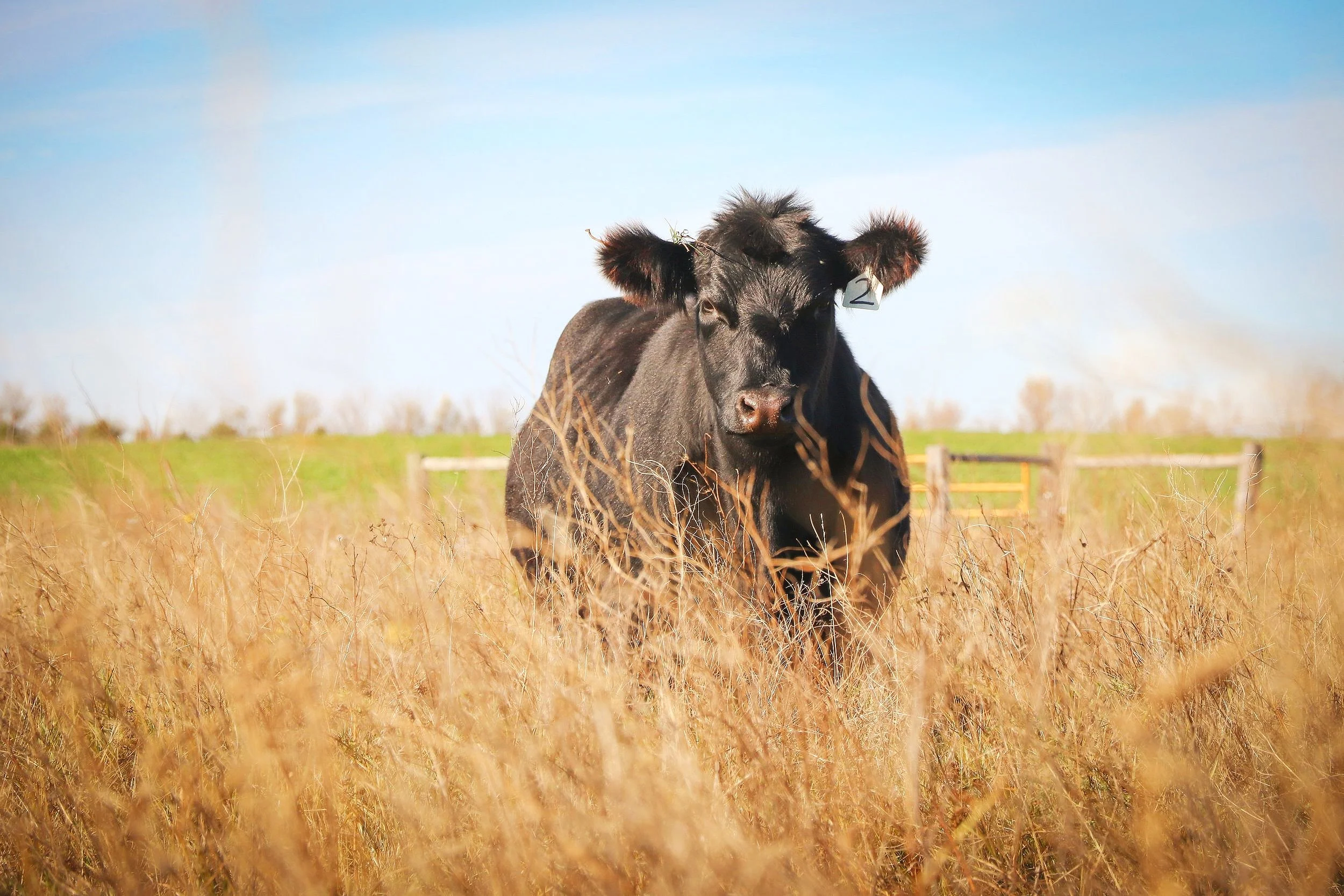North Dakota Angus Association