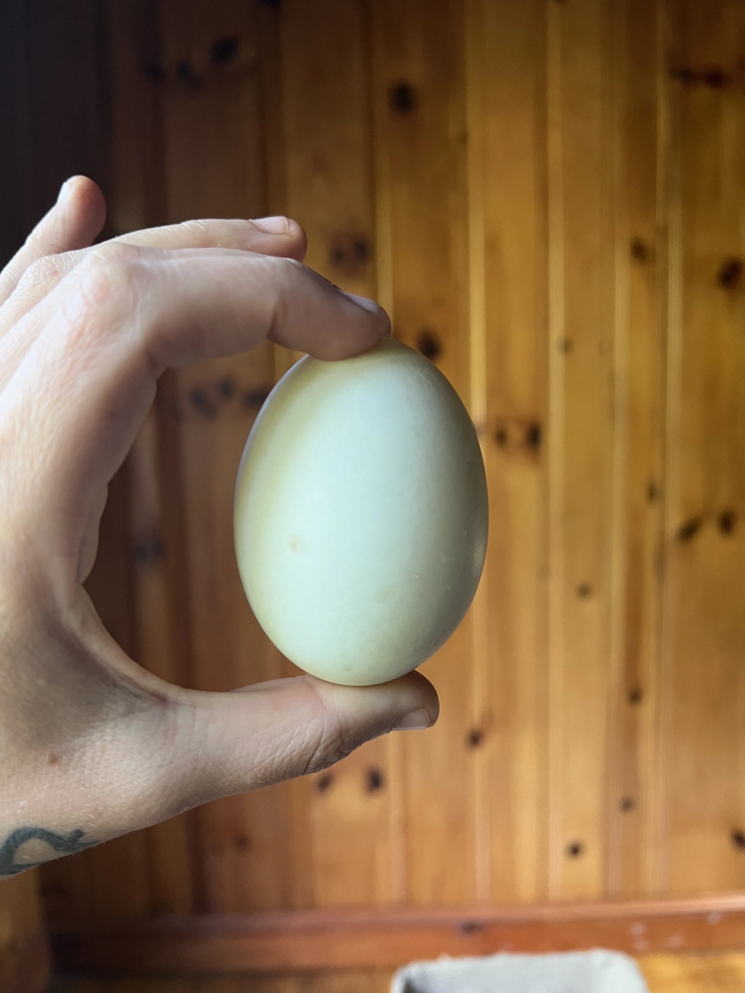 Store 2 — Singing Springs Farms