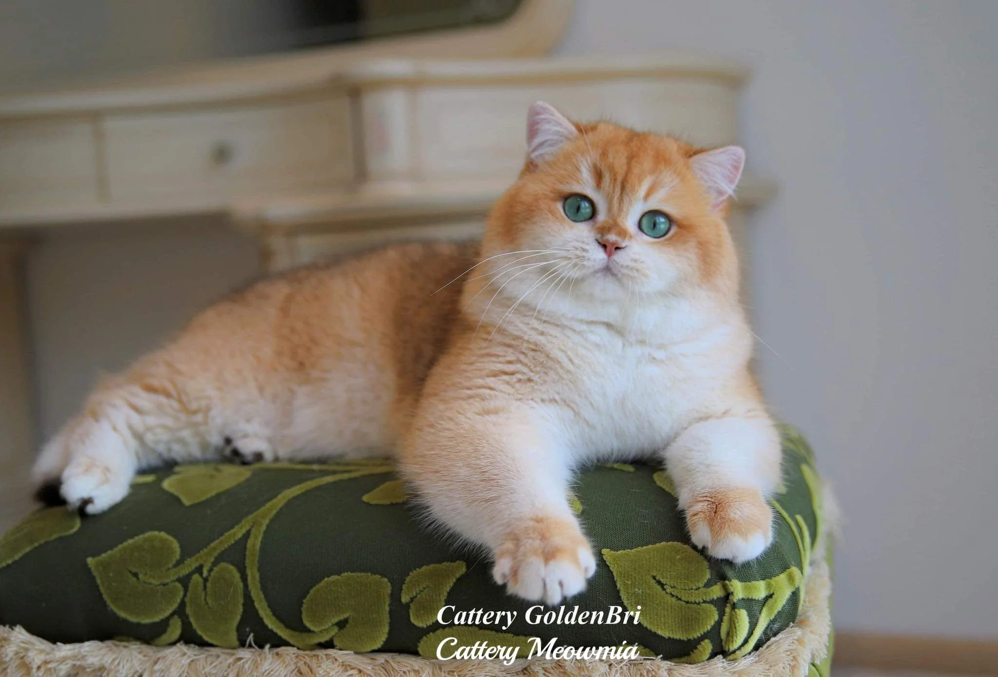 Services 3 — Meowmia Cattery