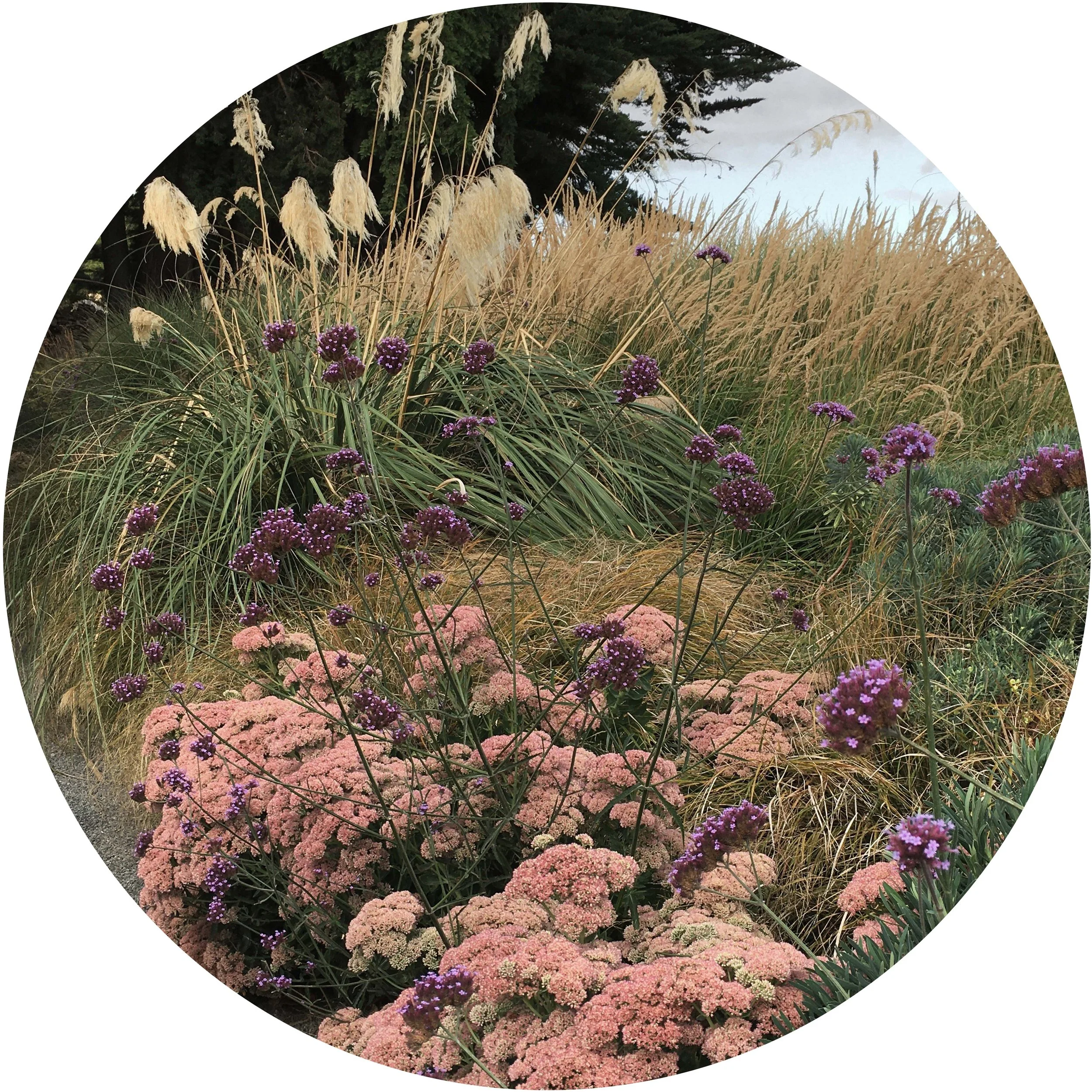 Commercial Planting Design | Botanic Landscape Architects