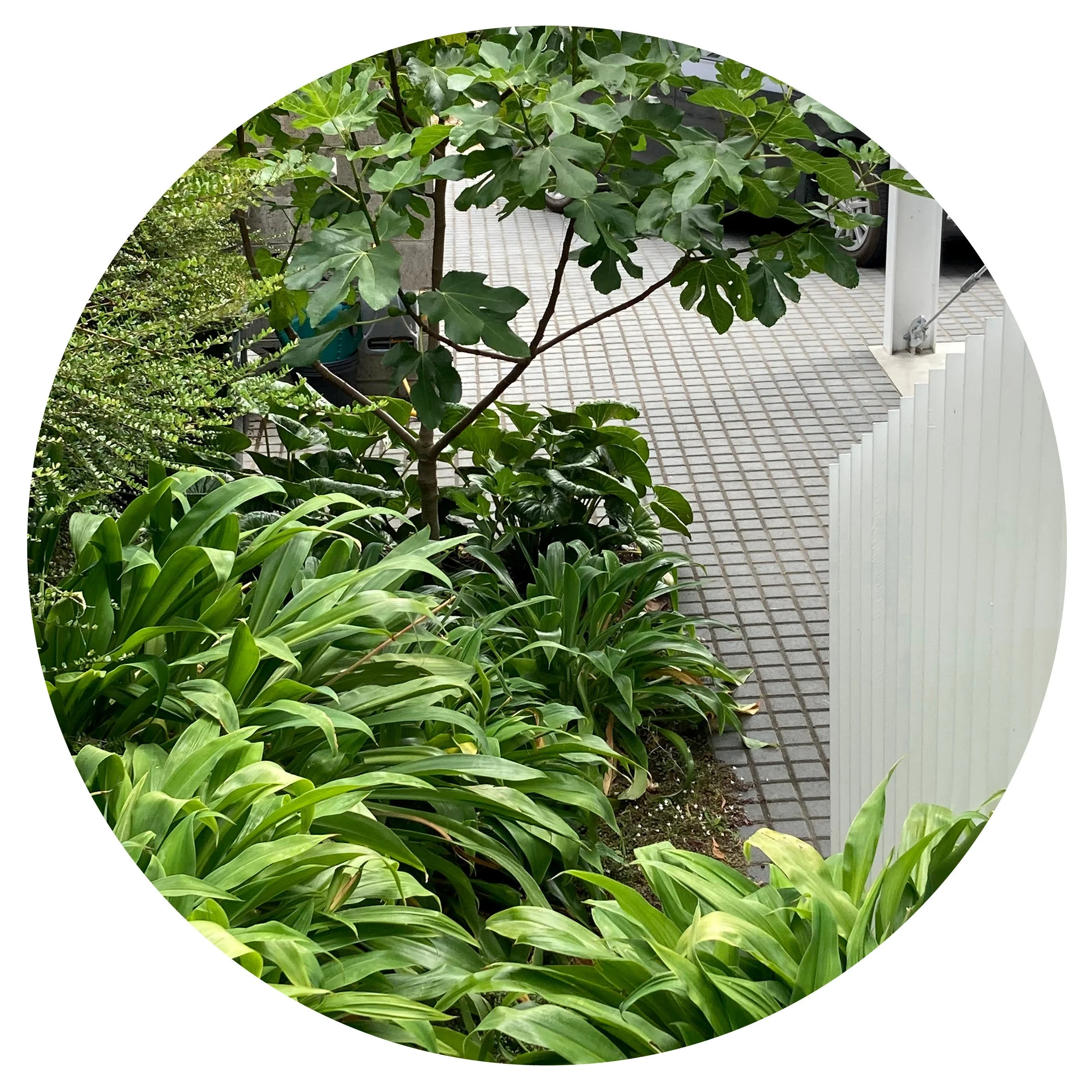 Commercial Planting Design | Botanic Landscape Architects