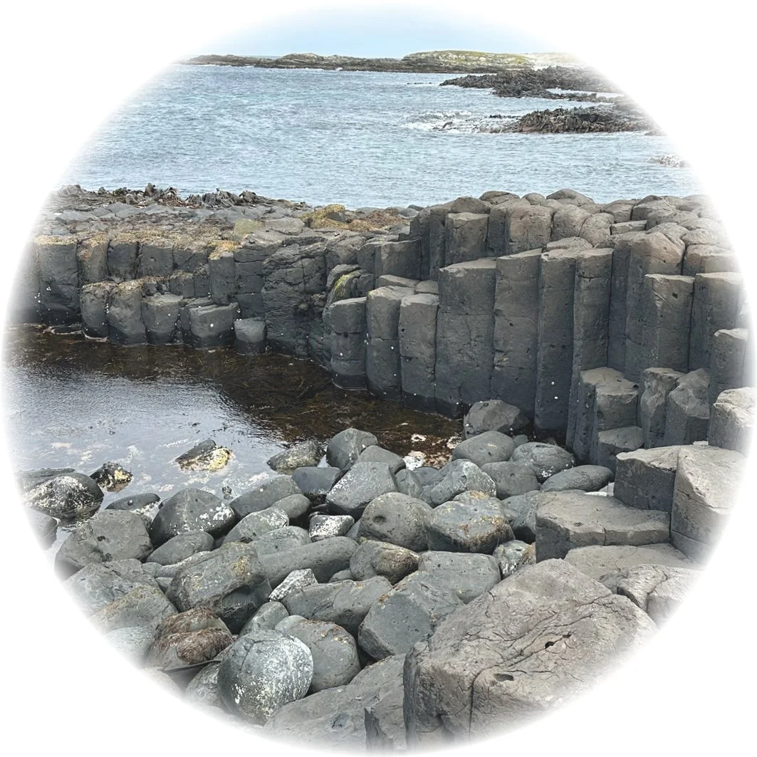 Native plants of the Chatham Islands | Botanic Landscape Architects ...