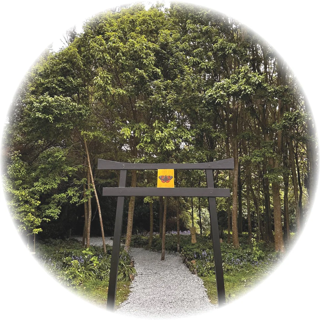 Native plants of the Chatham Islands | Botanic Landscape Architects ...