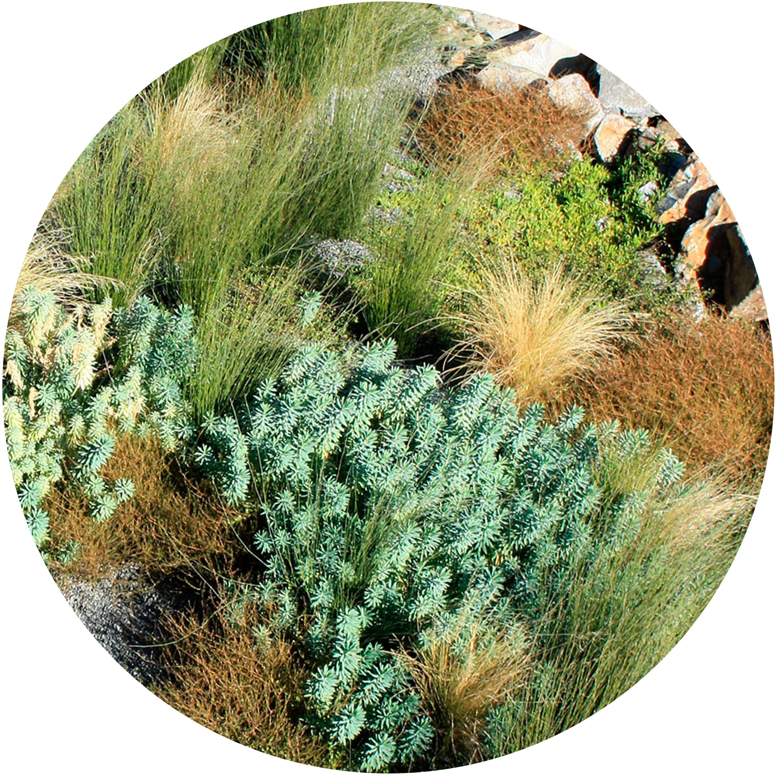 Garden Design & Landscapes | Botanic Landscape Architects