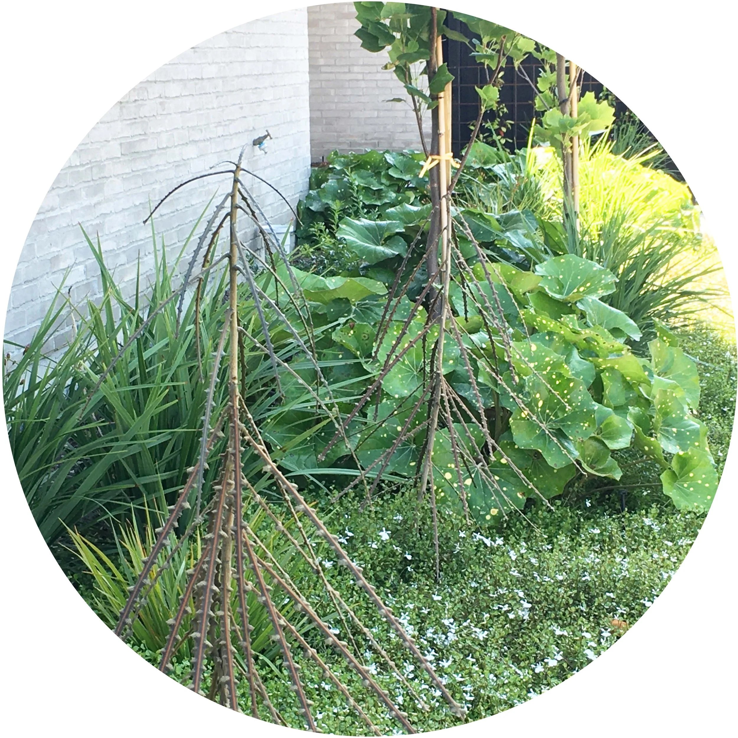 Commercial Landscape Design | Botanic Landscape Architects