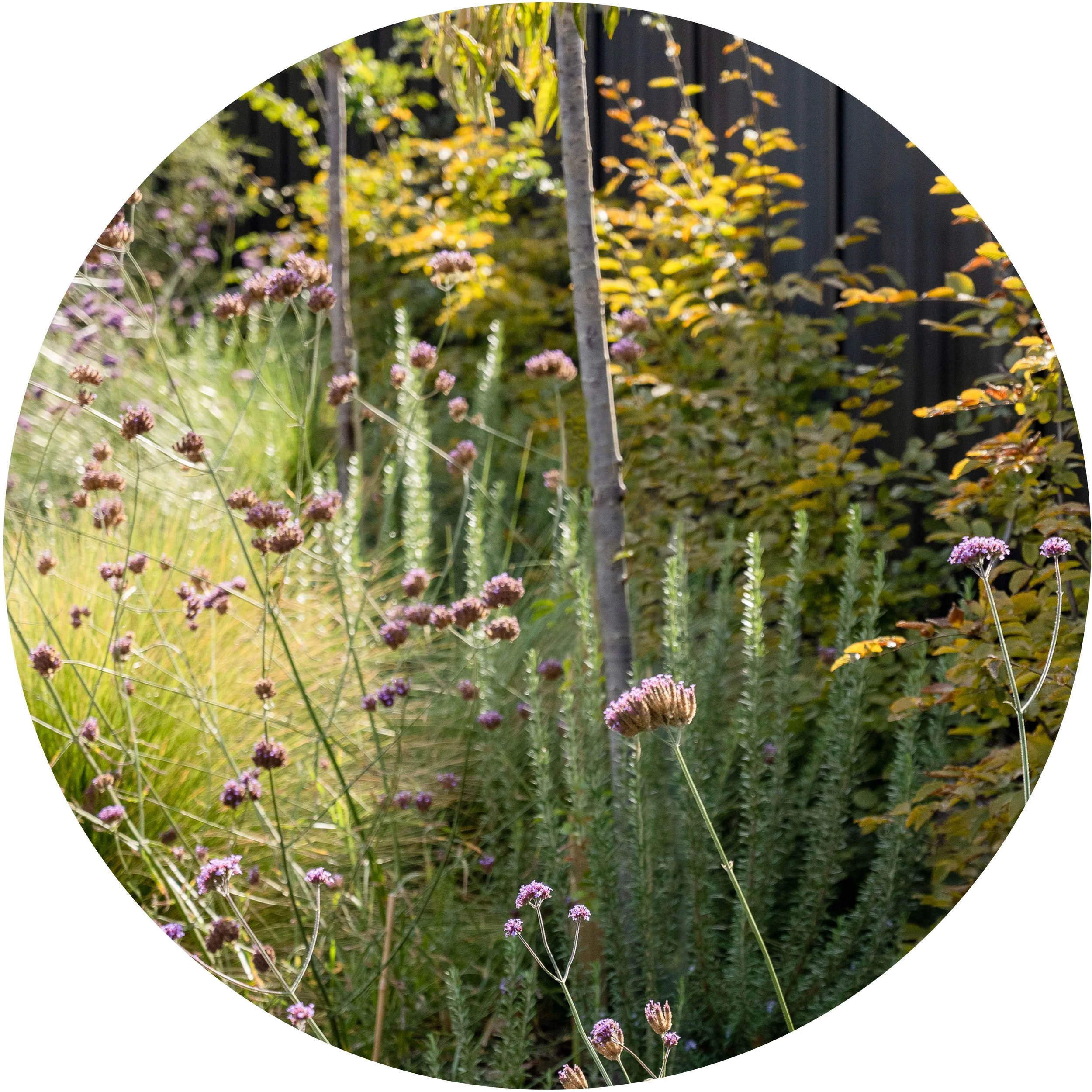 Garden Design & Landscapes | Botanic Landscape Architects