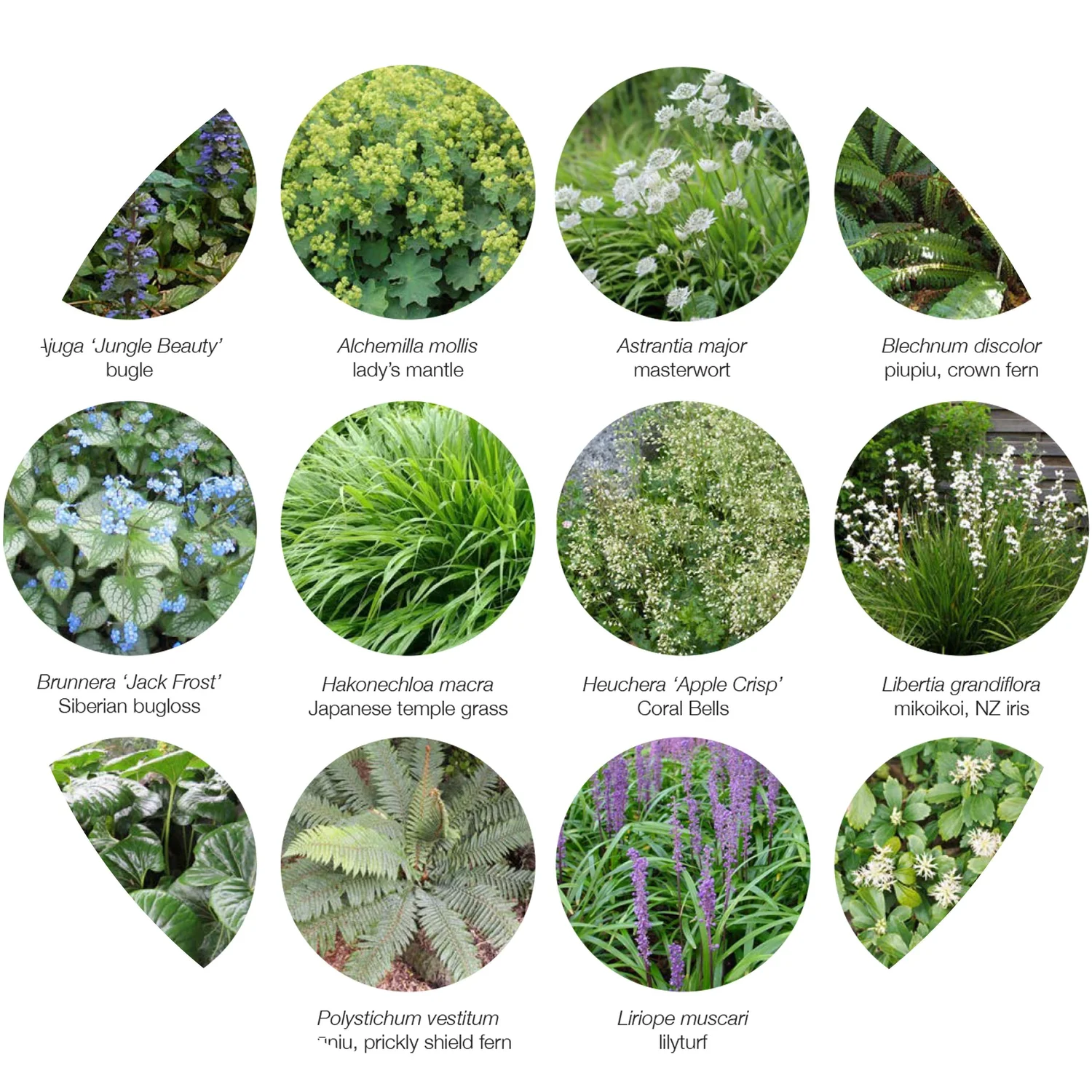 Commercial Planting Design | Botanic Landscape Architects