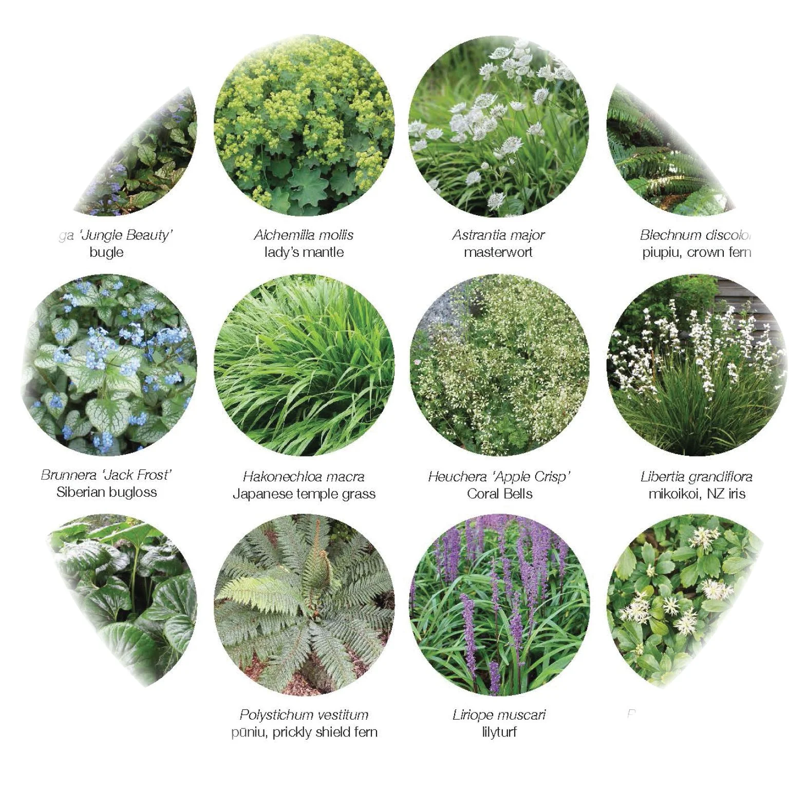 Commercial Planting Design | Botanic Landscape Architects