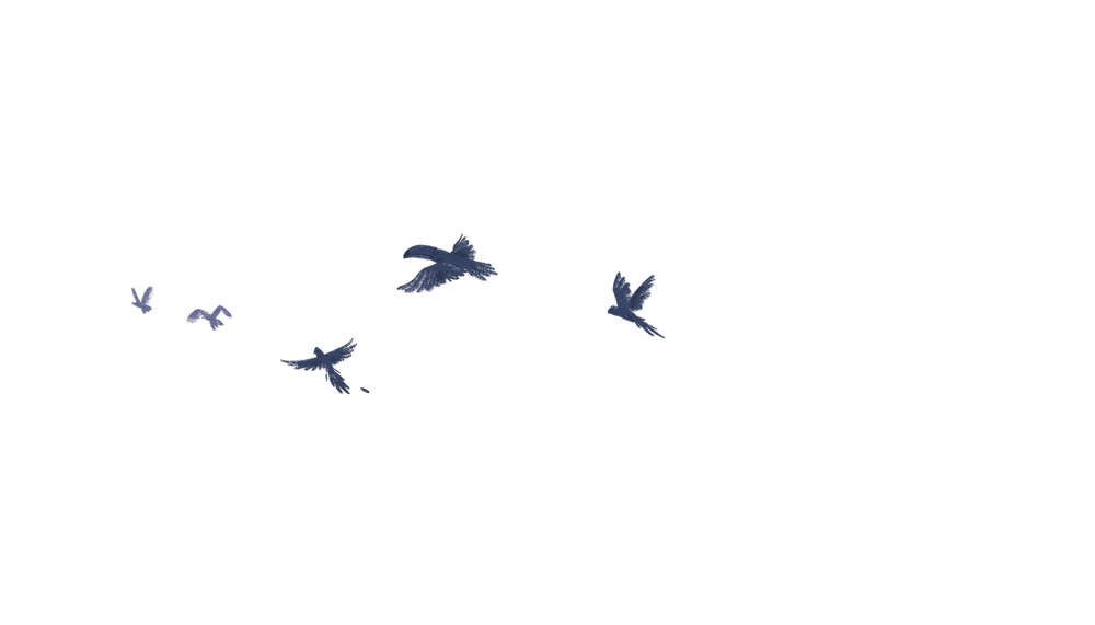 Jess McGeachin | Illustrator & Author — Melbourne, Australia