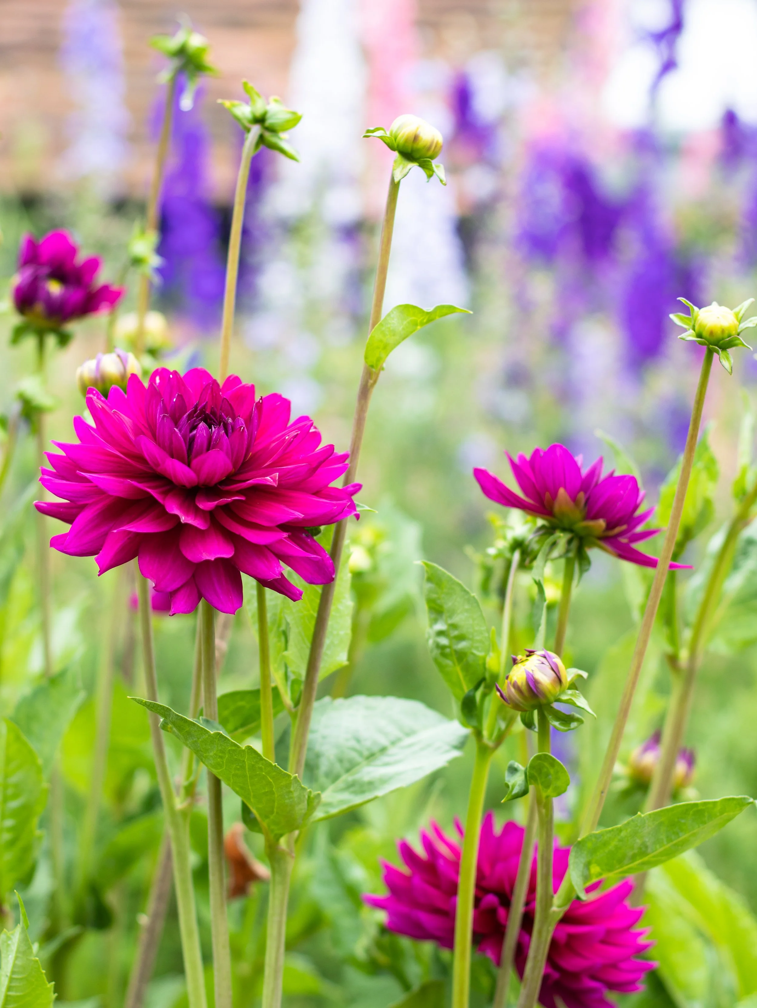 Flowerfields | English Foliage & Flower Farm