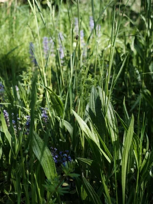 Pflanze des Monats: Spitzwegerich — Blatt & Dorn