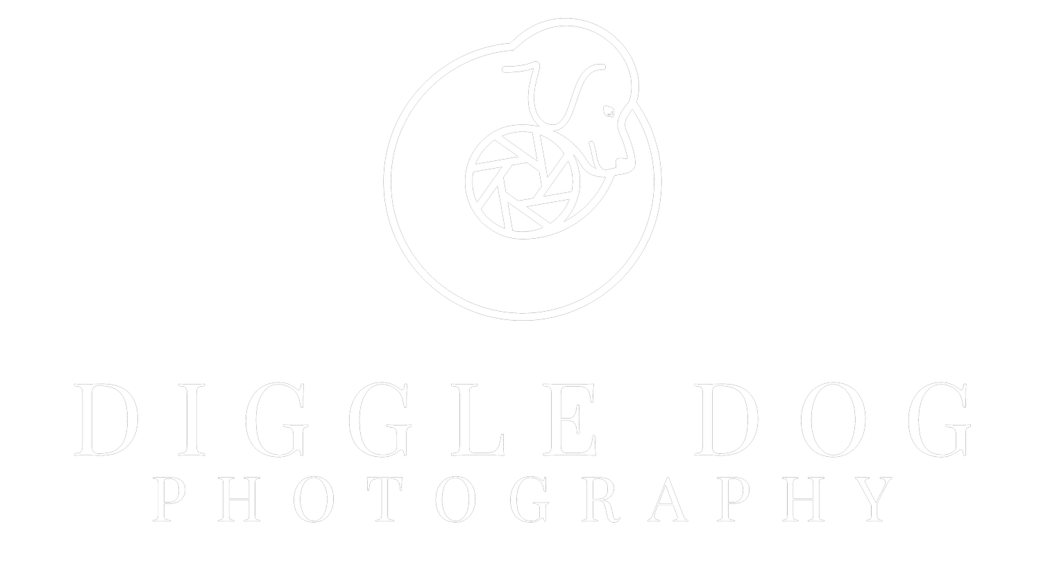 Diggle Dog Photography | Pet Photography Made Fun & Easy