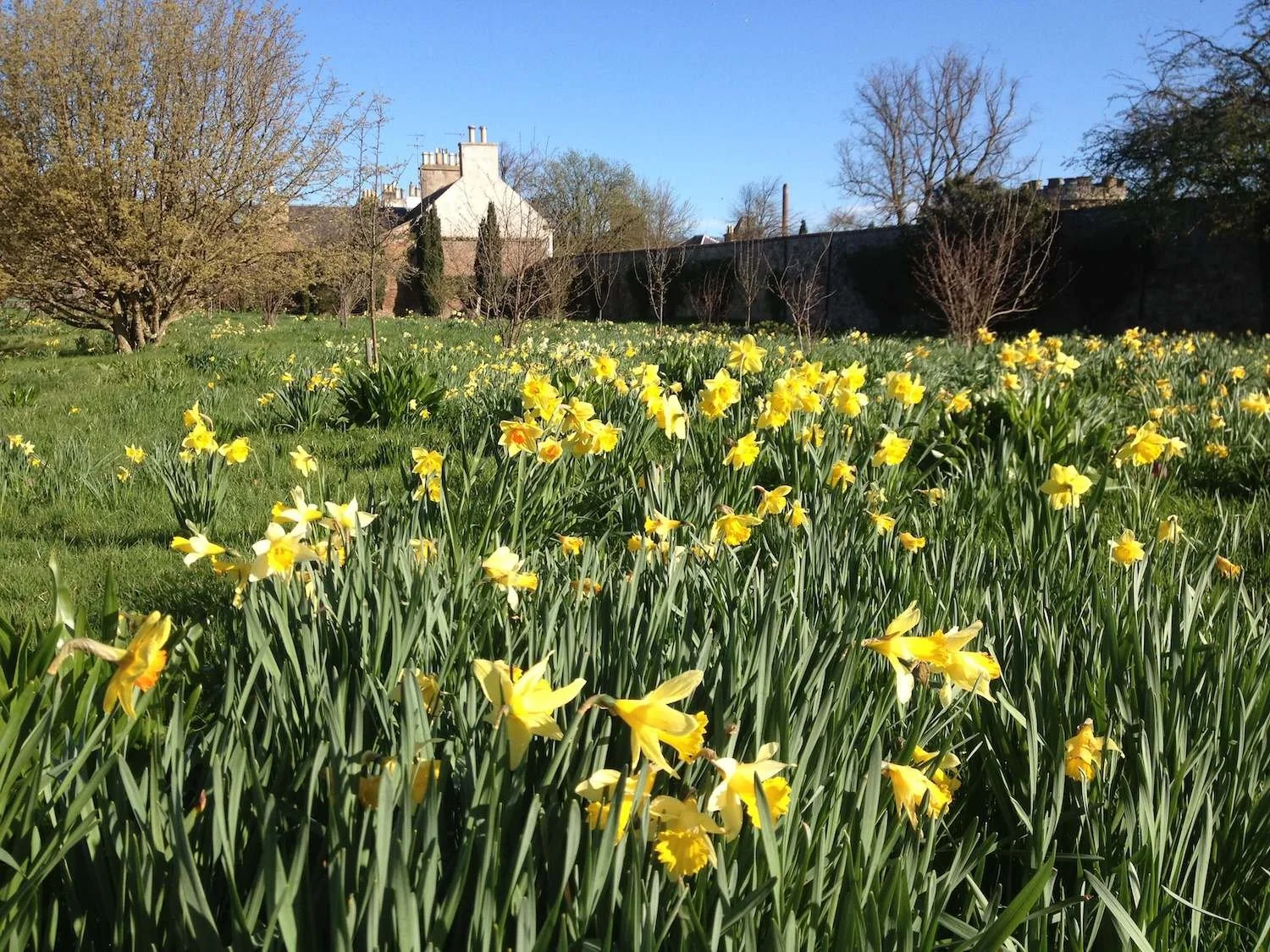 St Mary's Pleasance Garden — Haddington Garden Trust SCIO