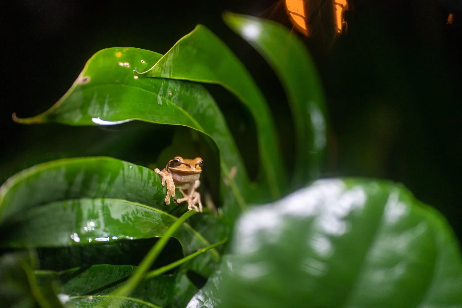 Costa Rica's Wildlife Sanctuary Tour | KSTR WILDLIFE RESCUE