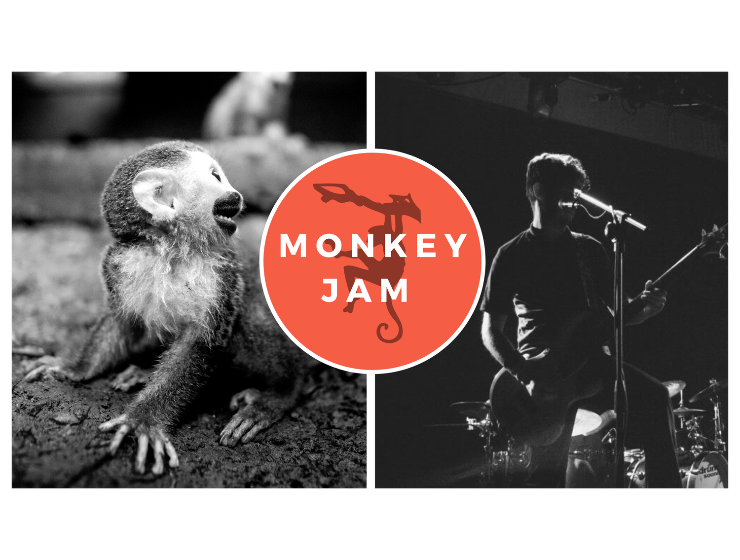 Monkey Jam ENGL | KSTR WILDLIFE RESCUE