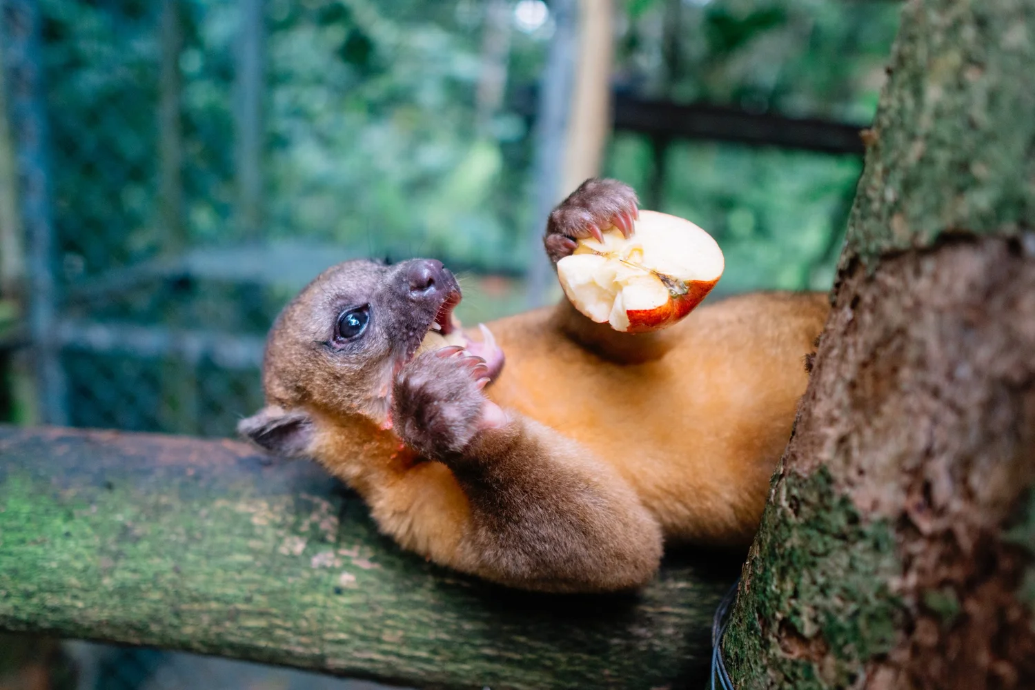 Tour — KSTR WILDLIFE RESCUE