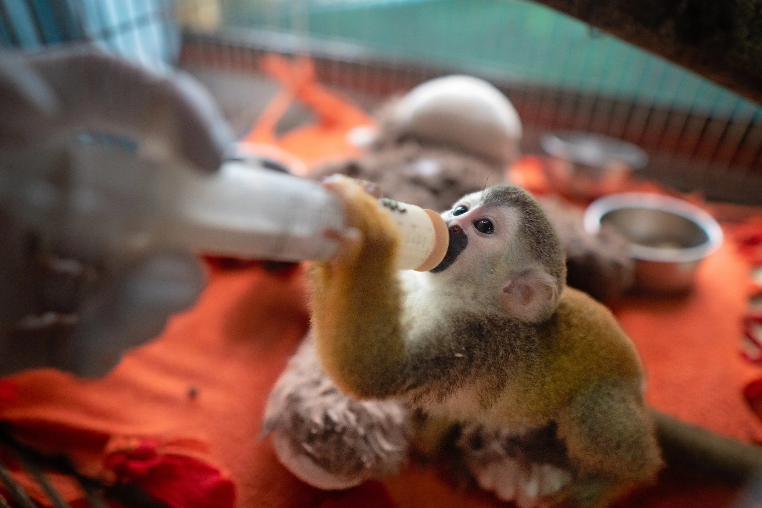 Study Abroad in Costa Rica | KSTR WILDLIFE RESCUE