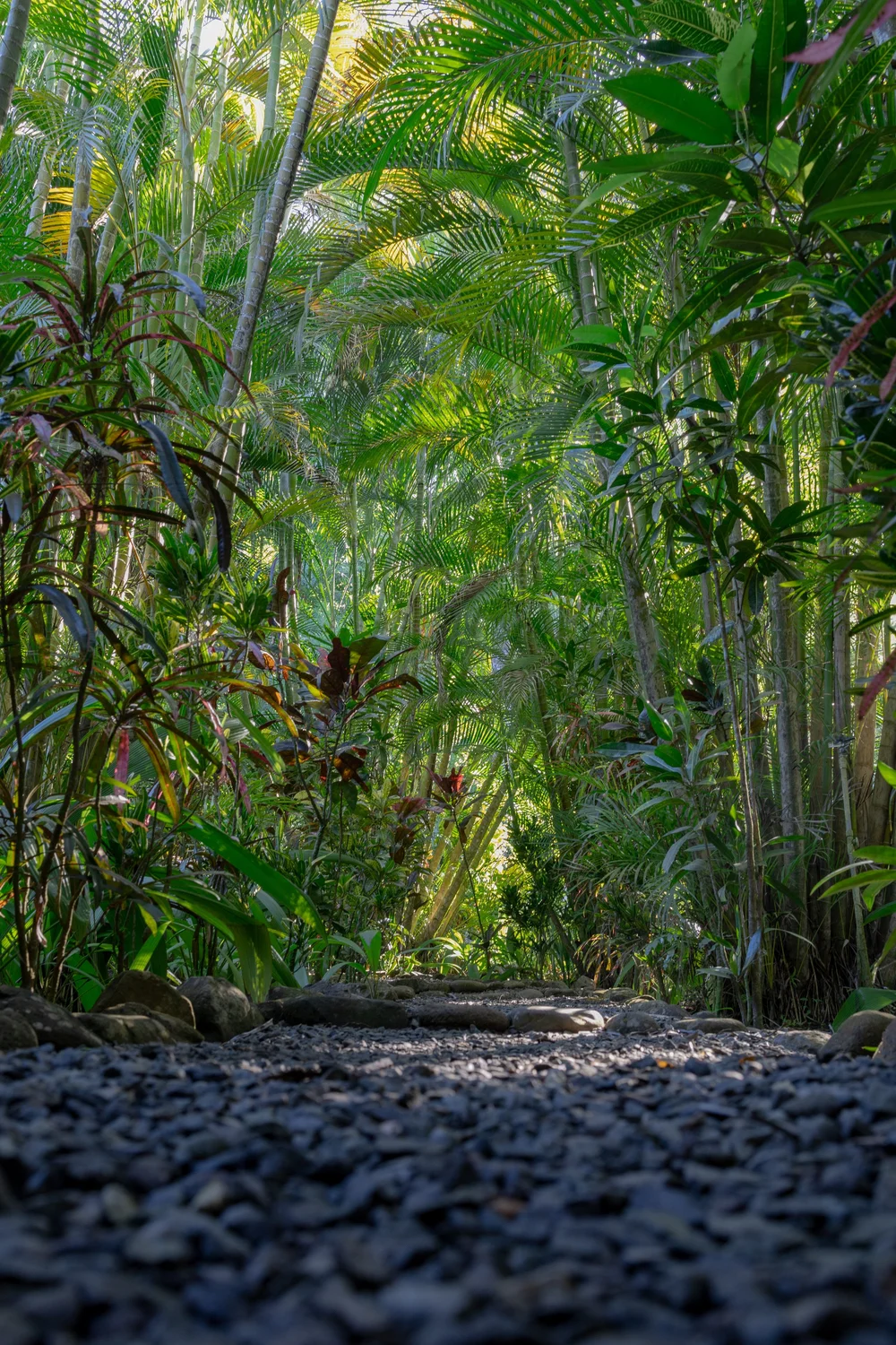 About Kids Saving The Rainforest | KSTR WILDLIFE RESCUE