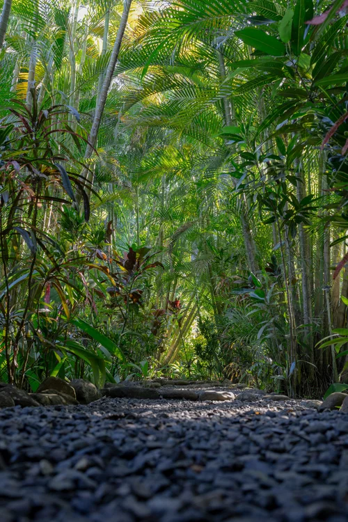 About Kids Saving The Rainforest | KSTR WILDLIFE RESCUE