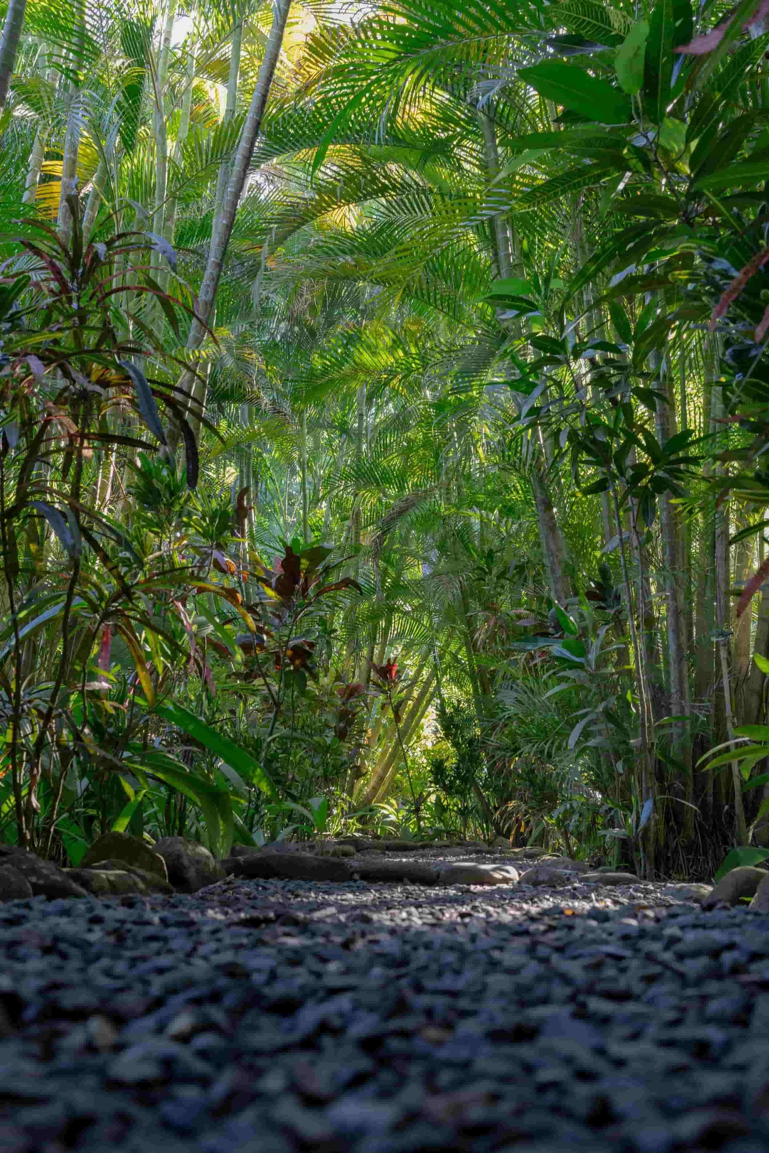 About Kids Saving The Rainforest | KSTR WILDLIFE RESCUE