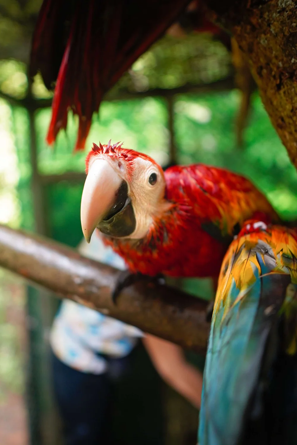 Costa Rica's Wildlife Sanctuary Tour | KSTR WILDLIFE RESCUE