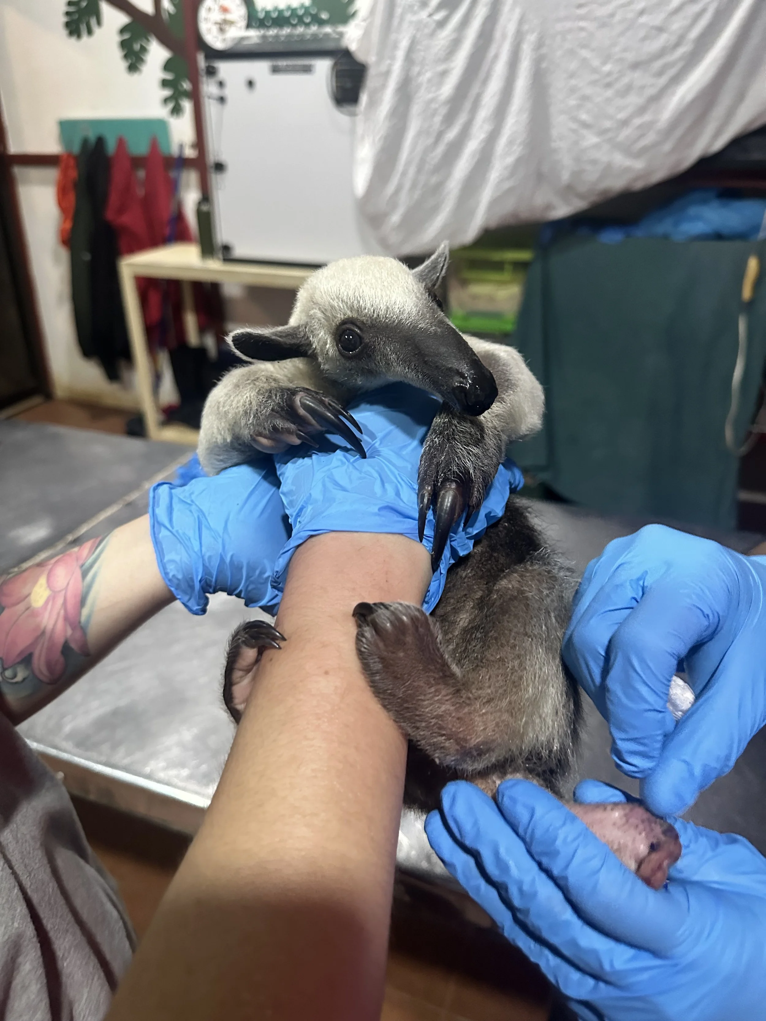 Our Conservations: Sloth & Anteaters | KSTR WILDLIFE RESCUE