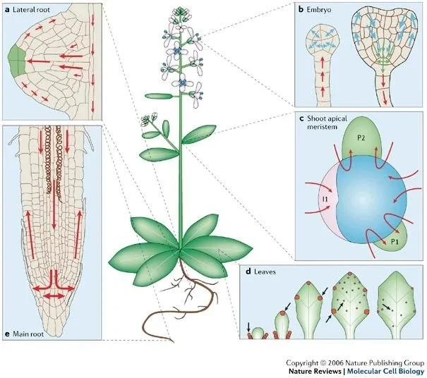 Auxin transport by PIN8 in plants — Stokes Lab @ NYU