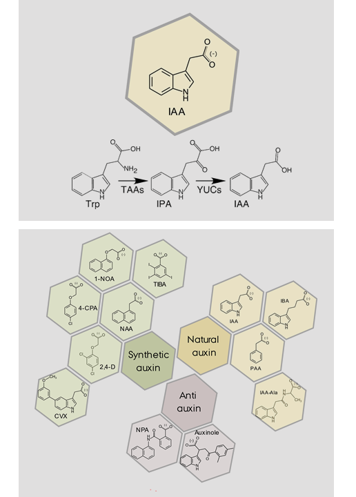 Auxin transport by PIN8 in plants — Stokes Lab @ NYU
