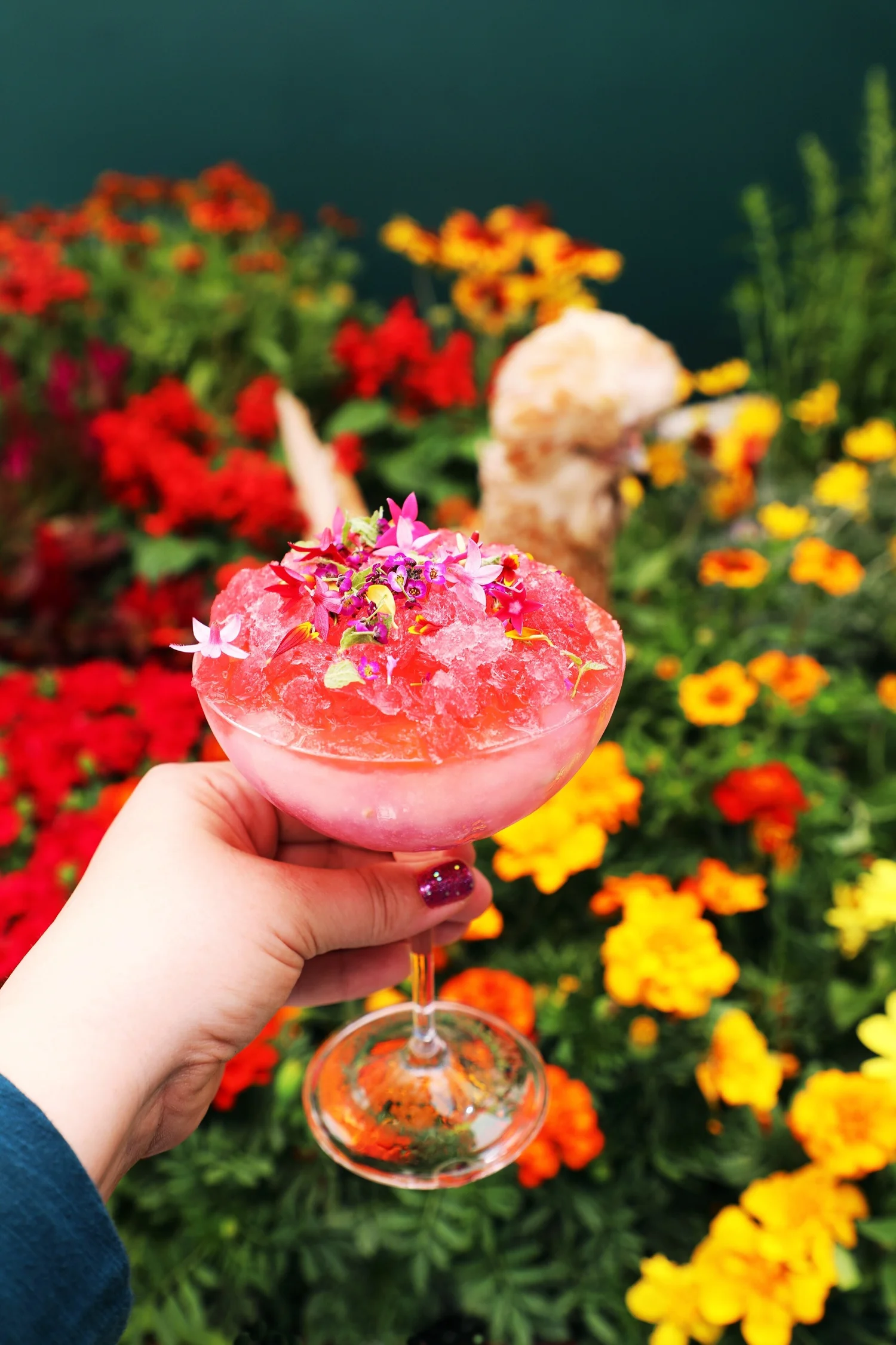 Pride Garden Granita — Drinking with Chickens- craft cocktail recipes