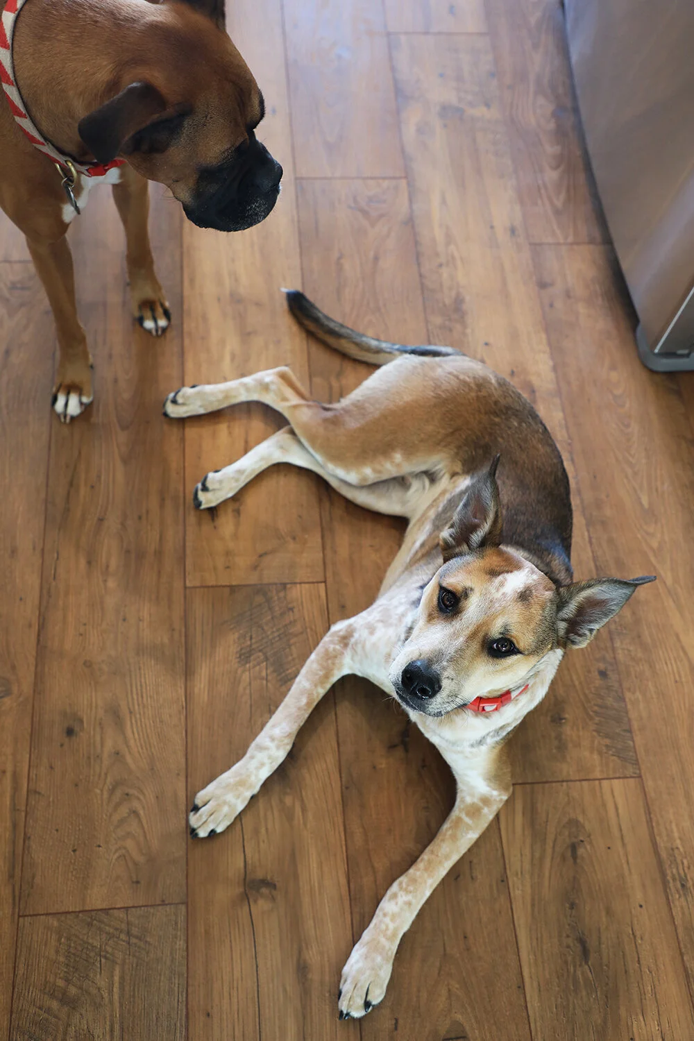 Spilling All About Our Pergo Portfolio Floors — Drinking with Chickens ...