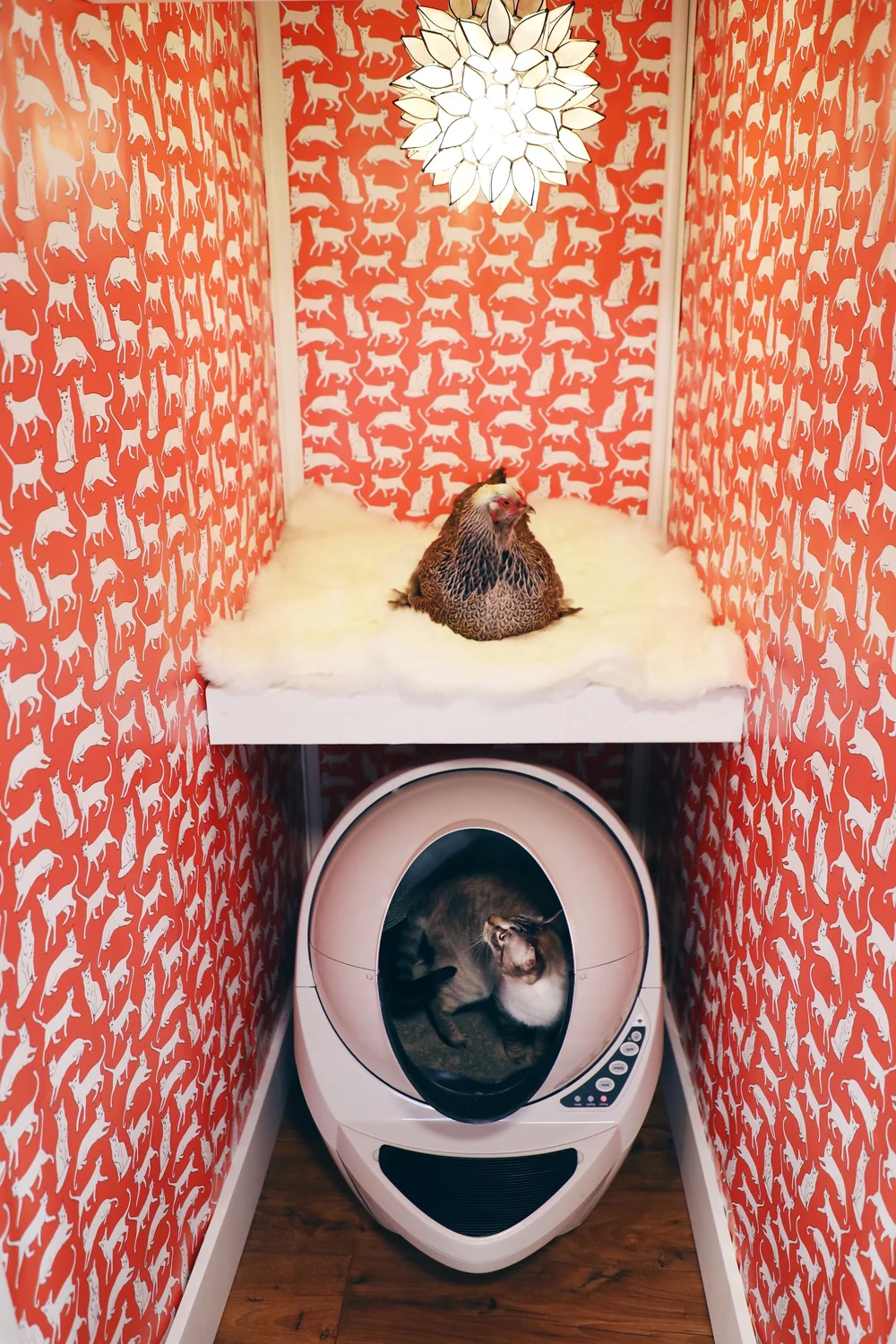 The Magical Litter Robot — Drinking with Chickens- craft cocktail recipes