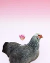 Sweet Rose Vesper — Drinking with Chickens- craft cocktail recipes