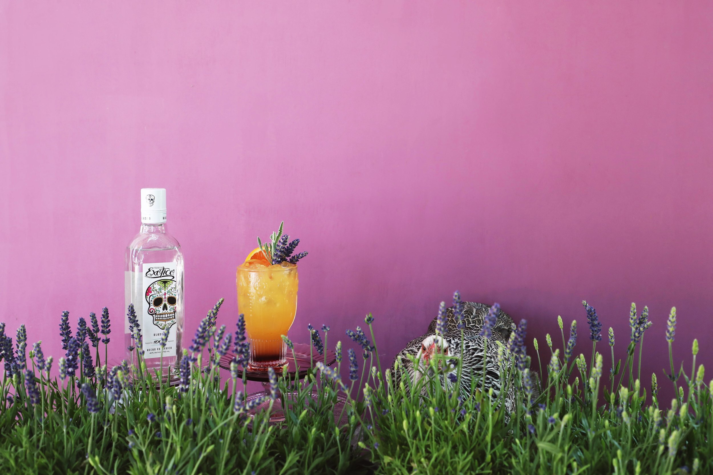 Lavender Tequila Sunrise — Drinking with Chickens- craft cocktail recipes