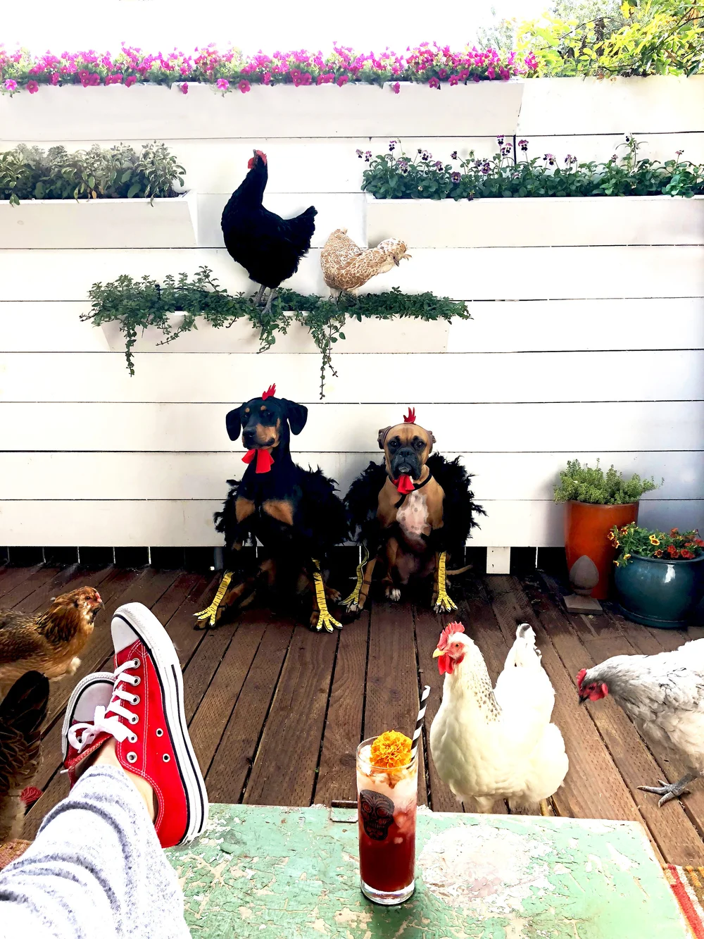 HOW TO Drinking with Chickens — Drinking with Chickens- craft cocktail ...