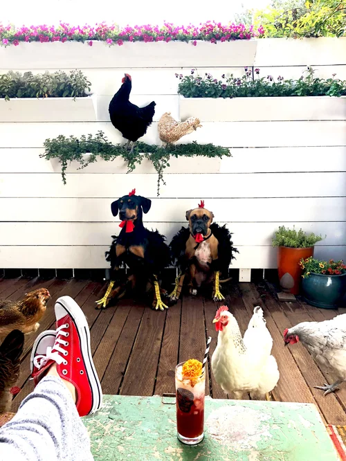 HOW TO Drinking with Chickens — Drinking with Chickens- craft cocktail ...