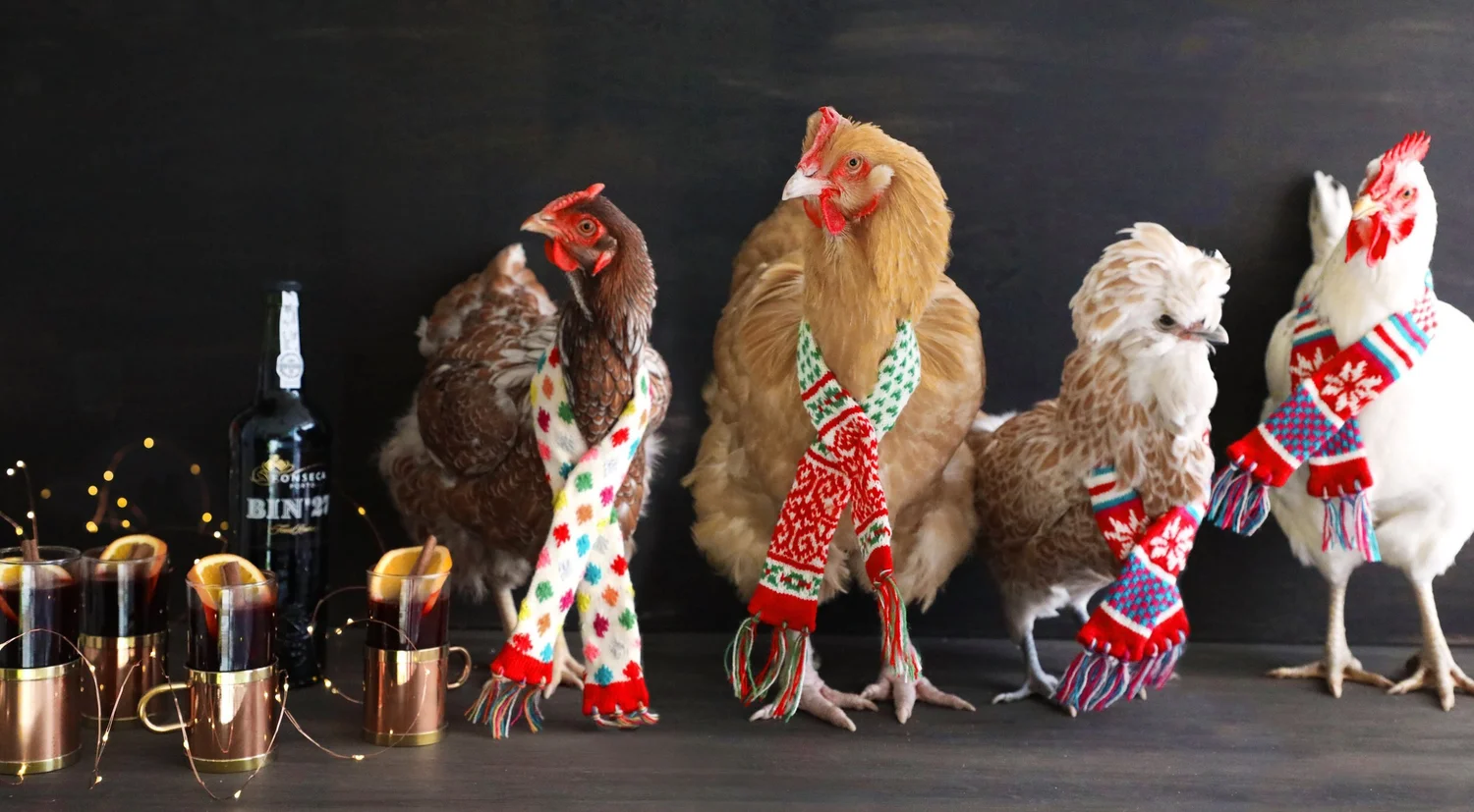 Spiced Chocolate and Orange Mulled Port — Drinking with Chickens- craft ...