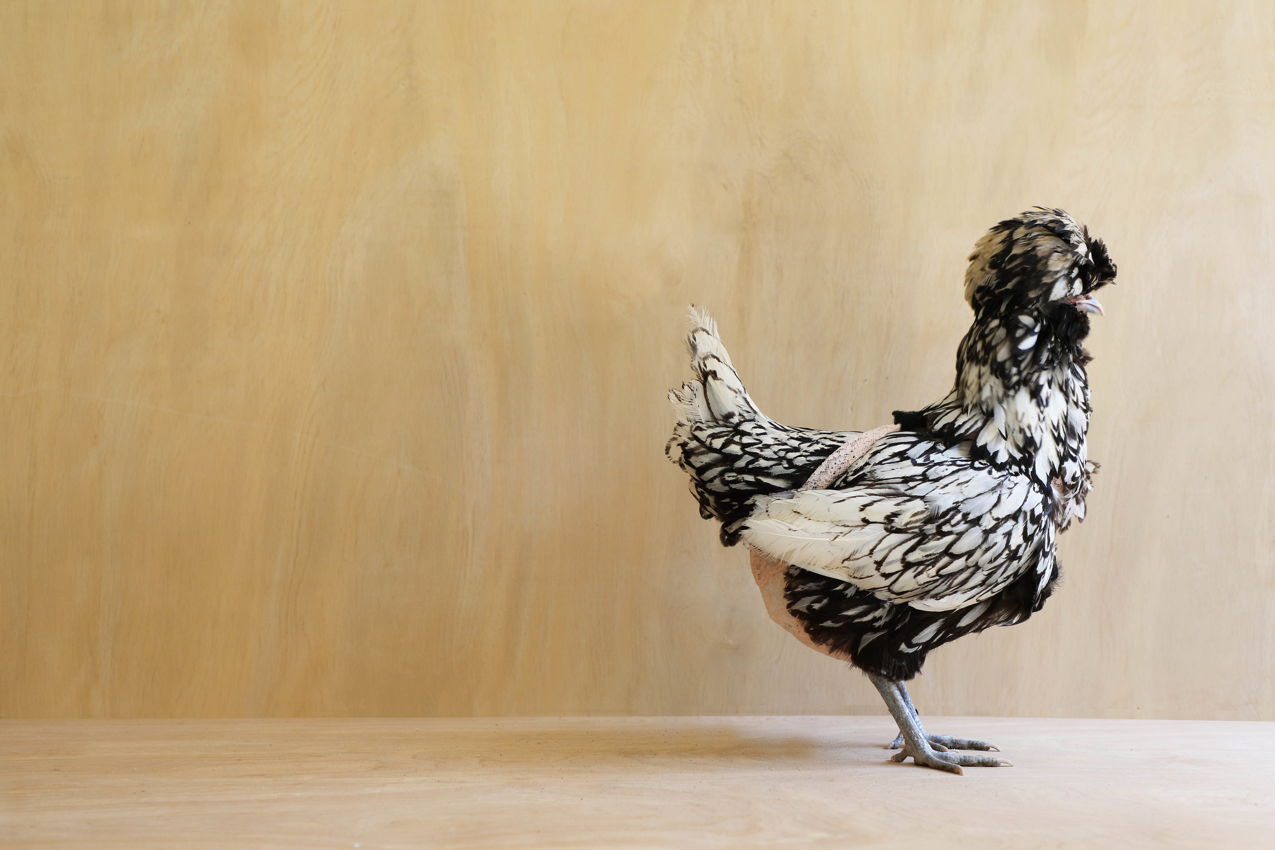 Chicken Lingerie — Drinking with Chickens- craft cocktail recipes