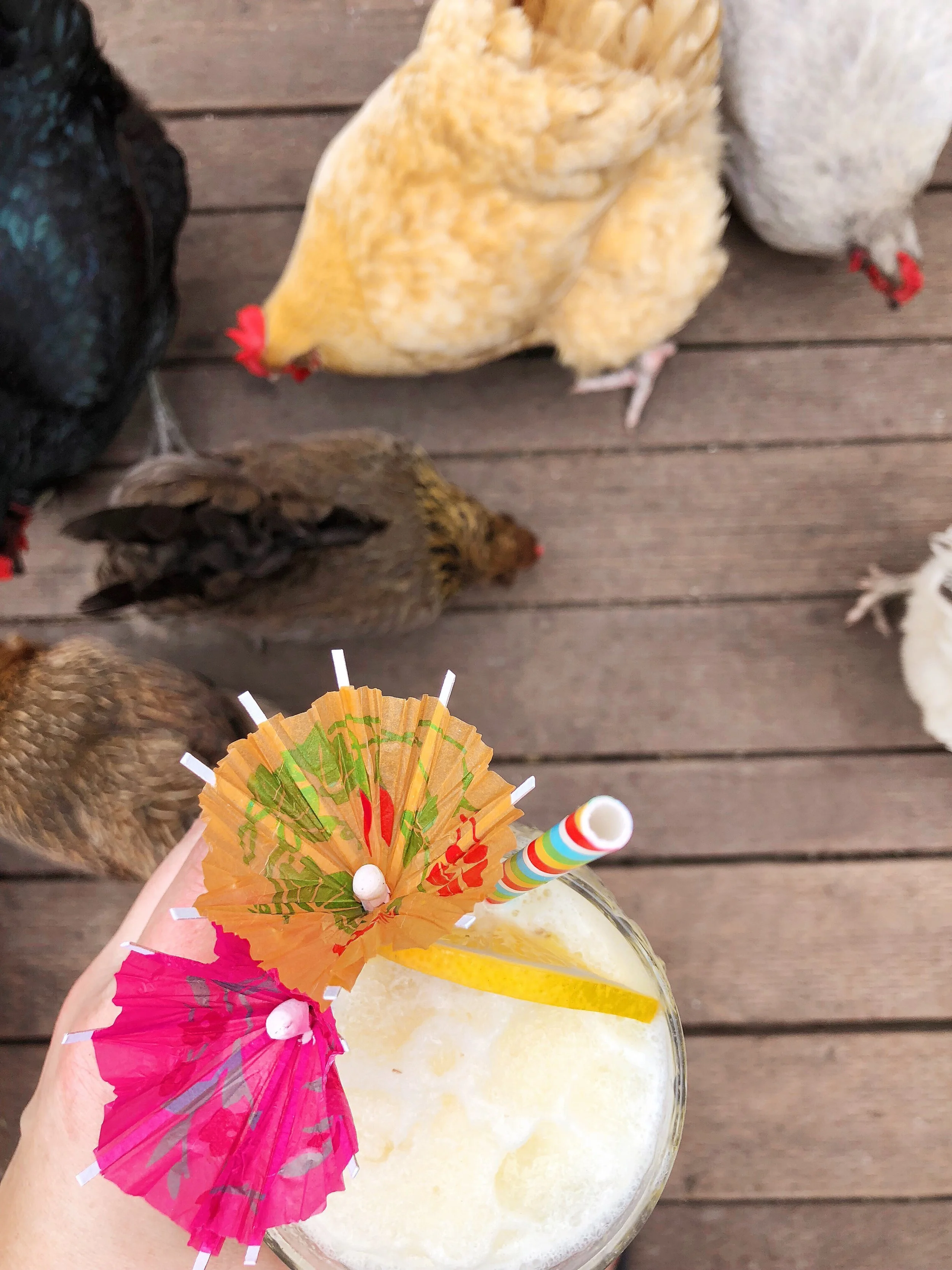 Meyer Lemon Colada — Drinking with Chickens- craft cocktail recipes