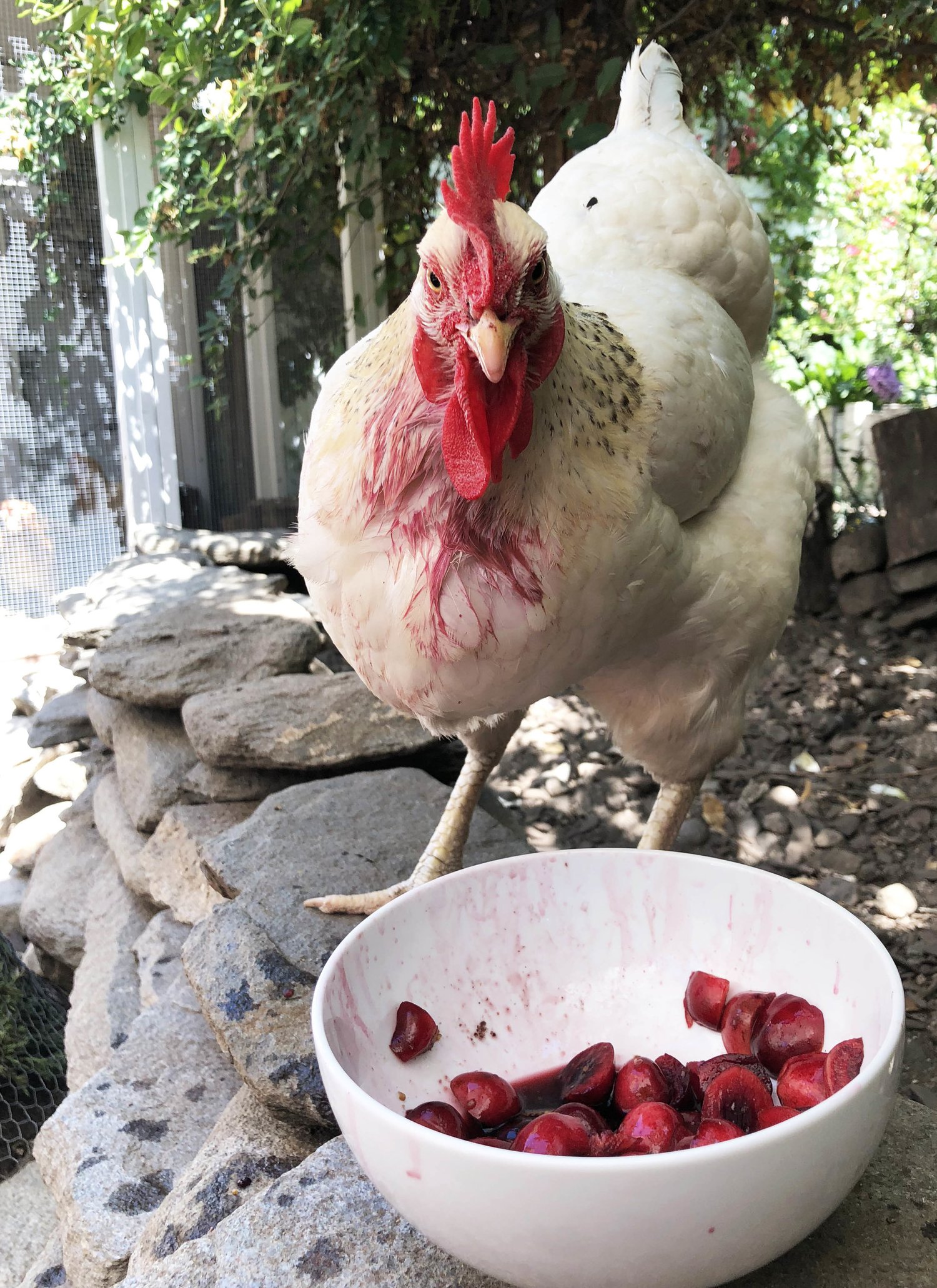 Cherry Lime Tequila Spritz — Drinking with Chickens- craft cocktail recipes