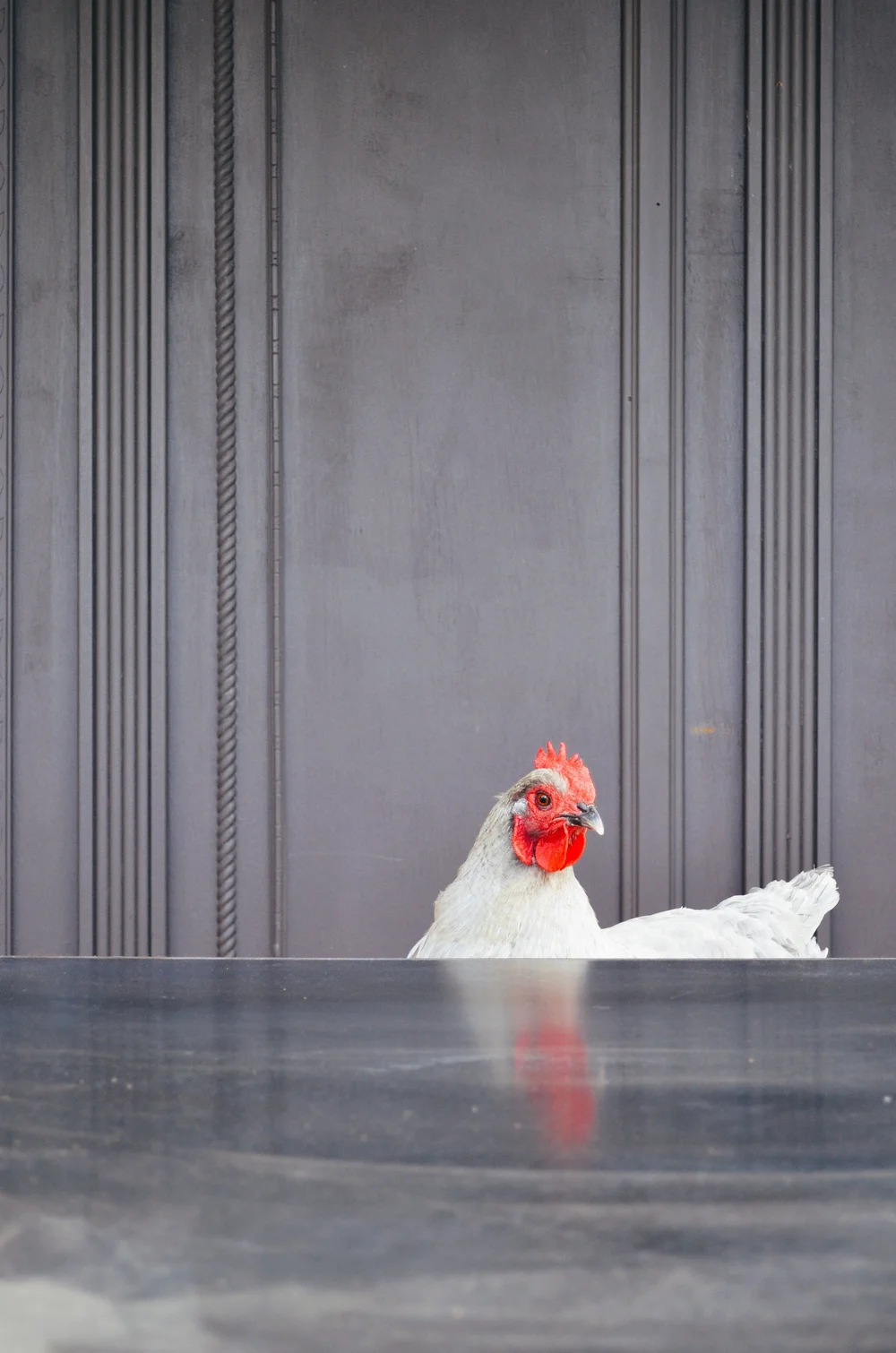 Ode to a Classic Champagne Cocktail — Drinking with Chickens- craft ...