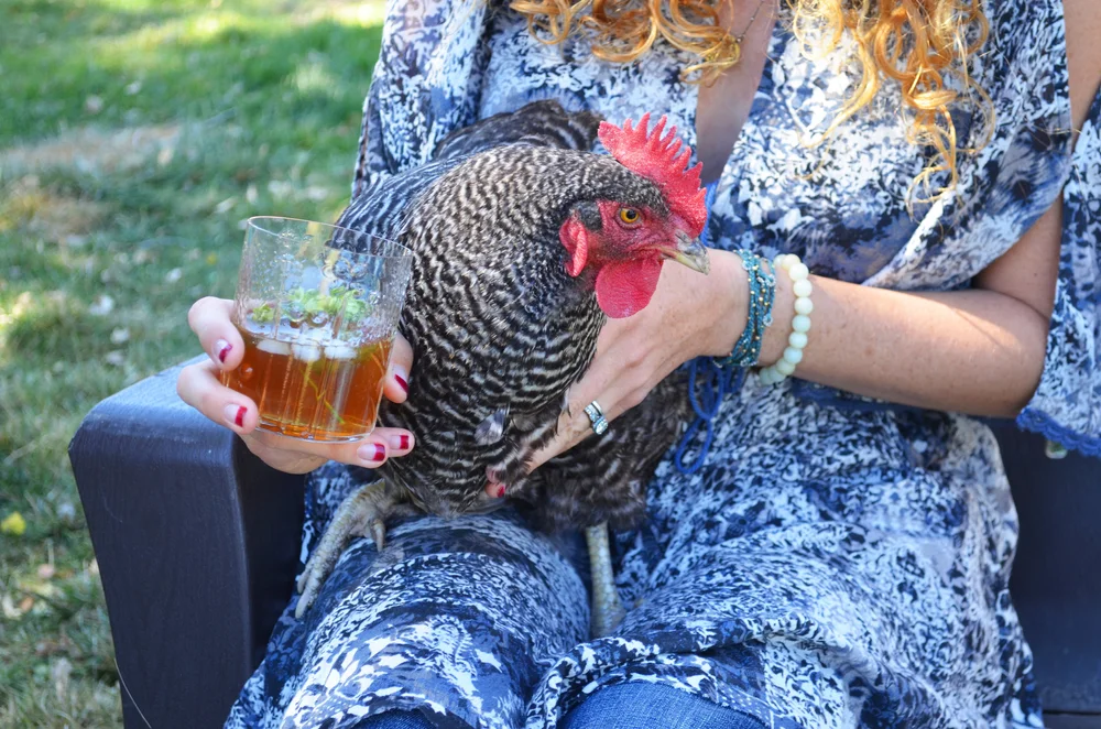 The Hops Scotch Cocktail — Drinking With Chickens- Craft cocktail recipes